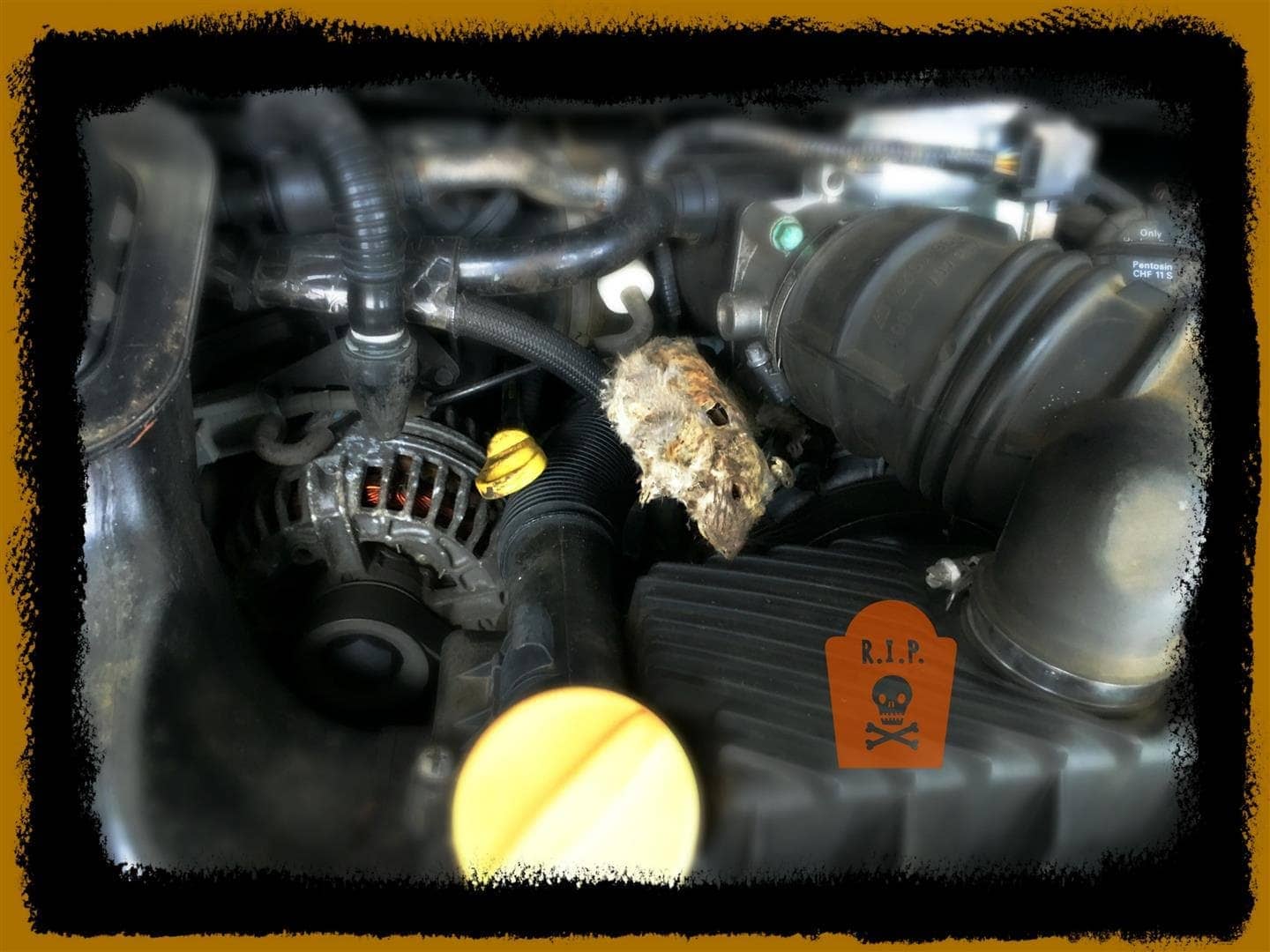 Rodent Damaged Vehicles Repair in Santa Cruz, CA - Water Star Motors